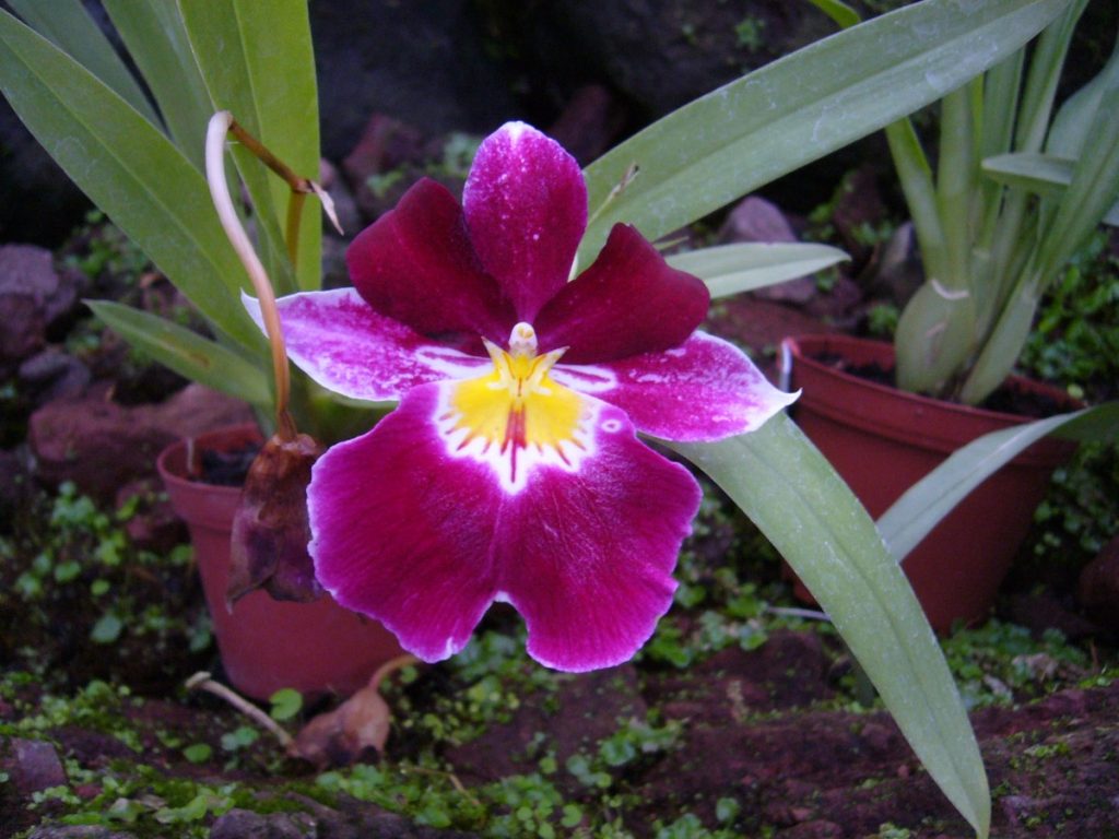 Mindo Ecuador - Information about magical orchids you can find